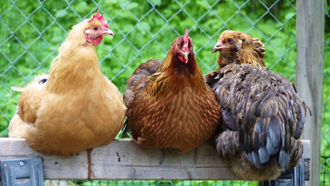 random-chicken-facts – Food Spots